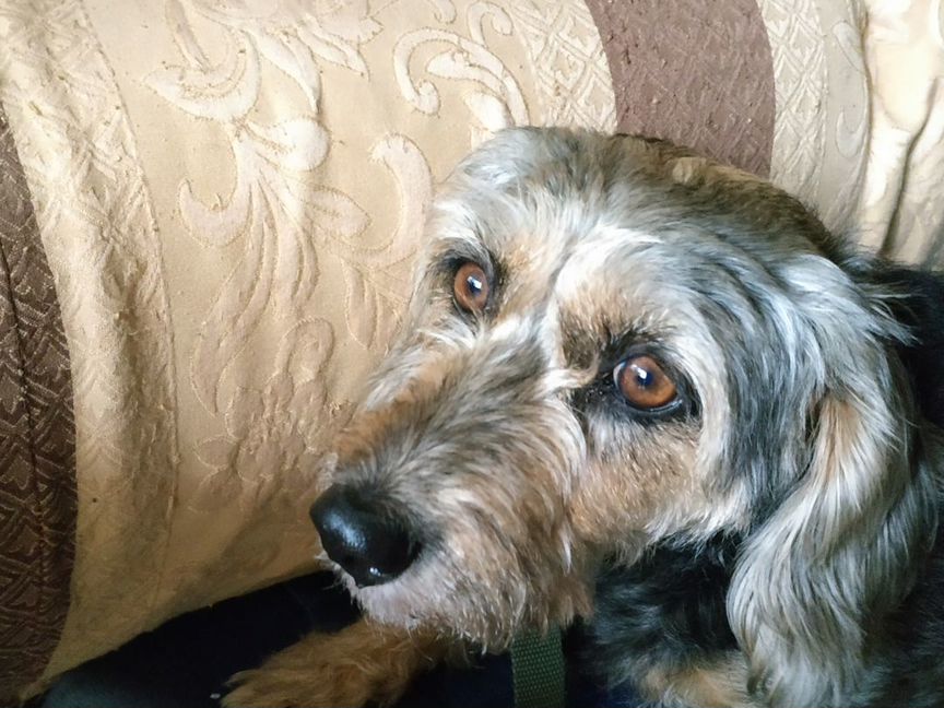 Найден метис таксы