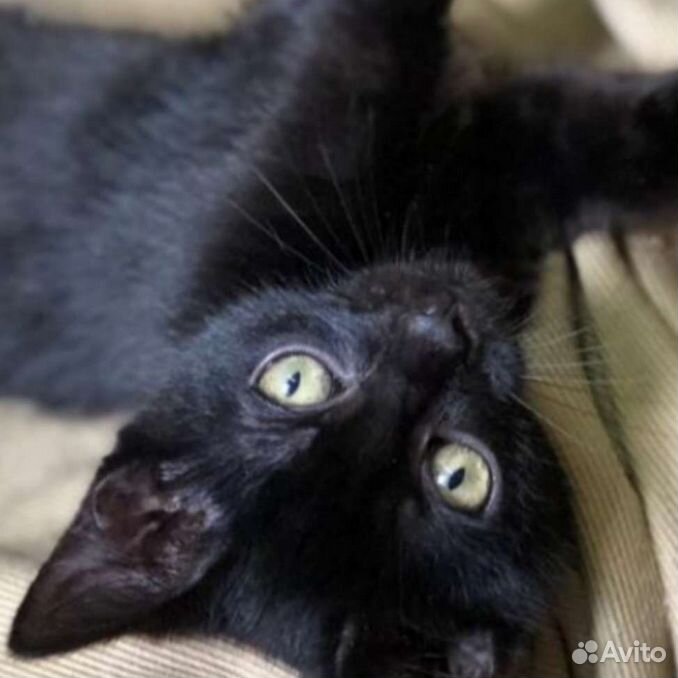 Котята от домашней кошки в дар