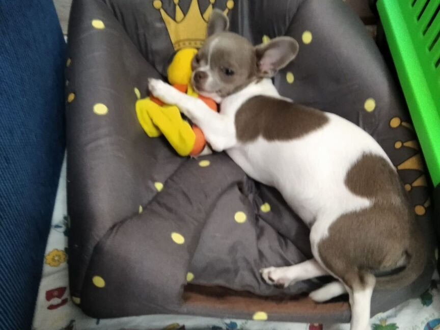 Щенок чихуахуа