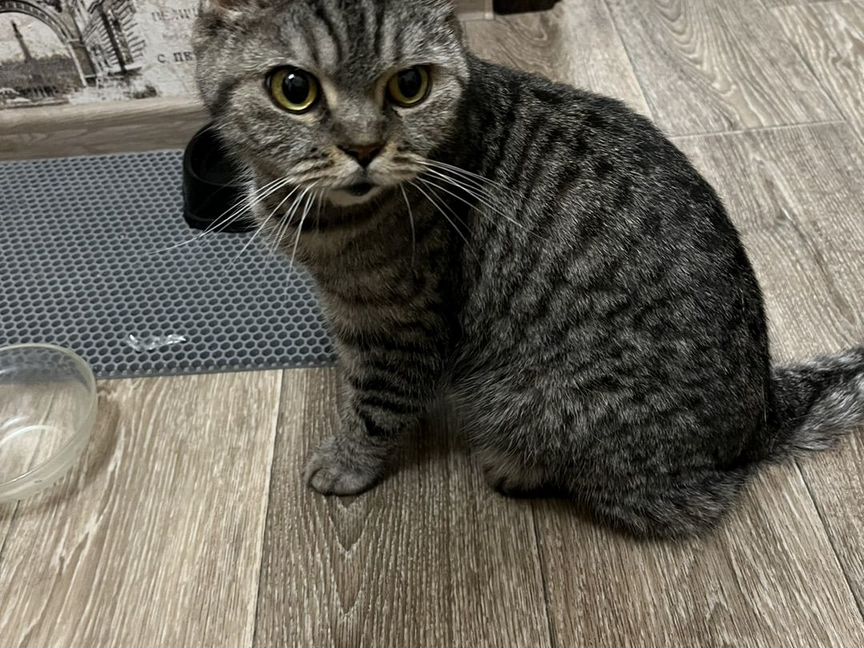 Кошка породистая ищет дом