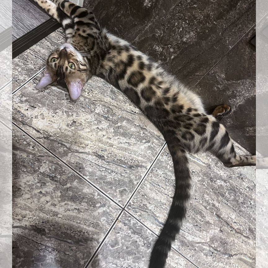 Бенгальская кошка, взрослая