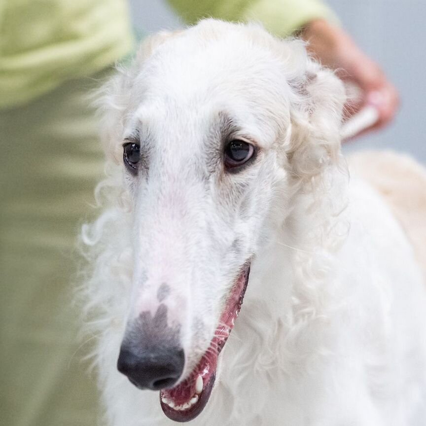 Русская псовая борзая, щенок