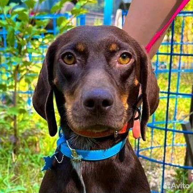 Джина ищет дом