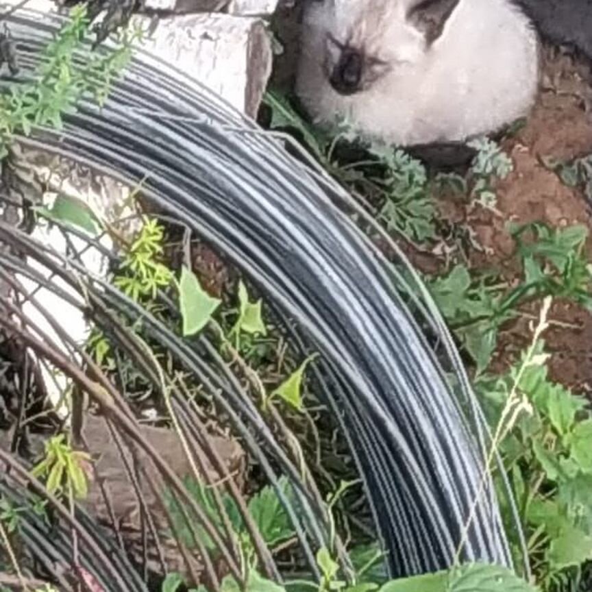 Котята сиамской породы в добрые руки. Девочки