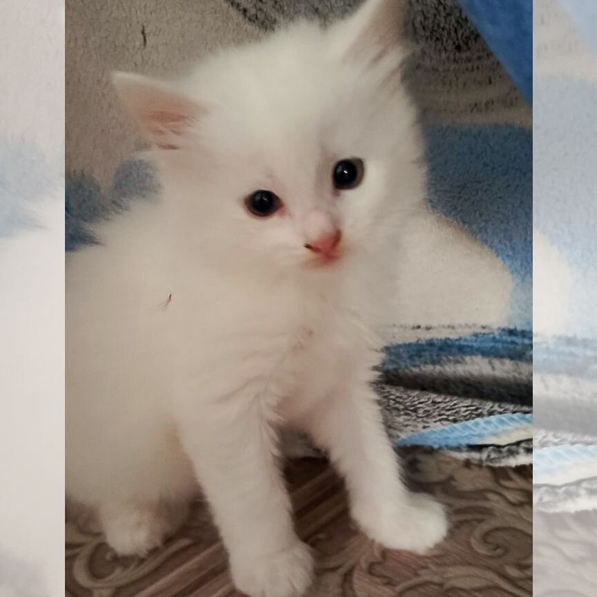 Одам бесплатно котят