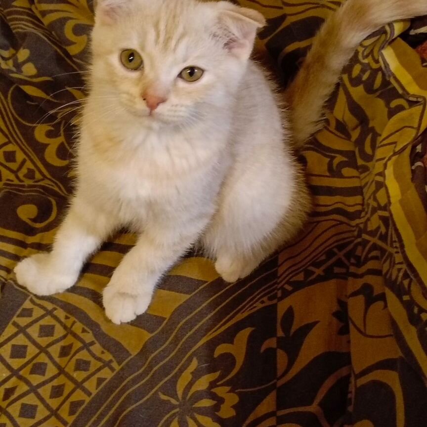Котёнок шотландец, персиковый окрас, мальчик