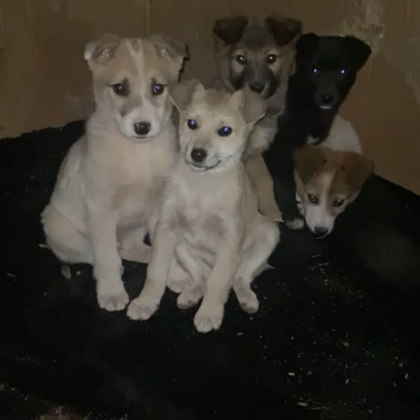 И снова sos Щенки могут оказаться на улице