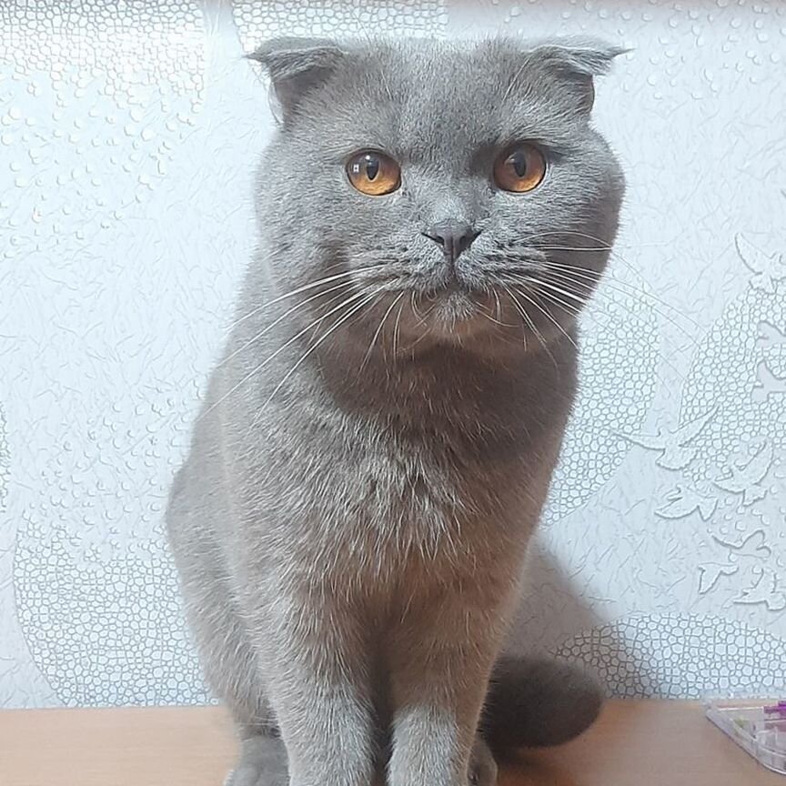 Отдаю кота шотланского вислоухого