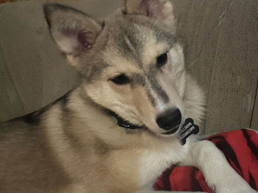 Сибирский хаски