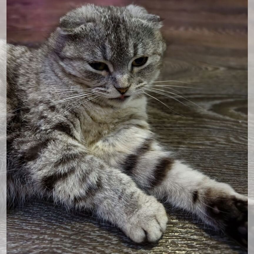 Шотландский вислоухий короткошёрстный котёнок