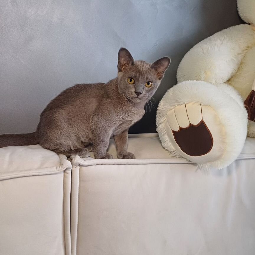 Бурманские котята