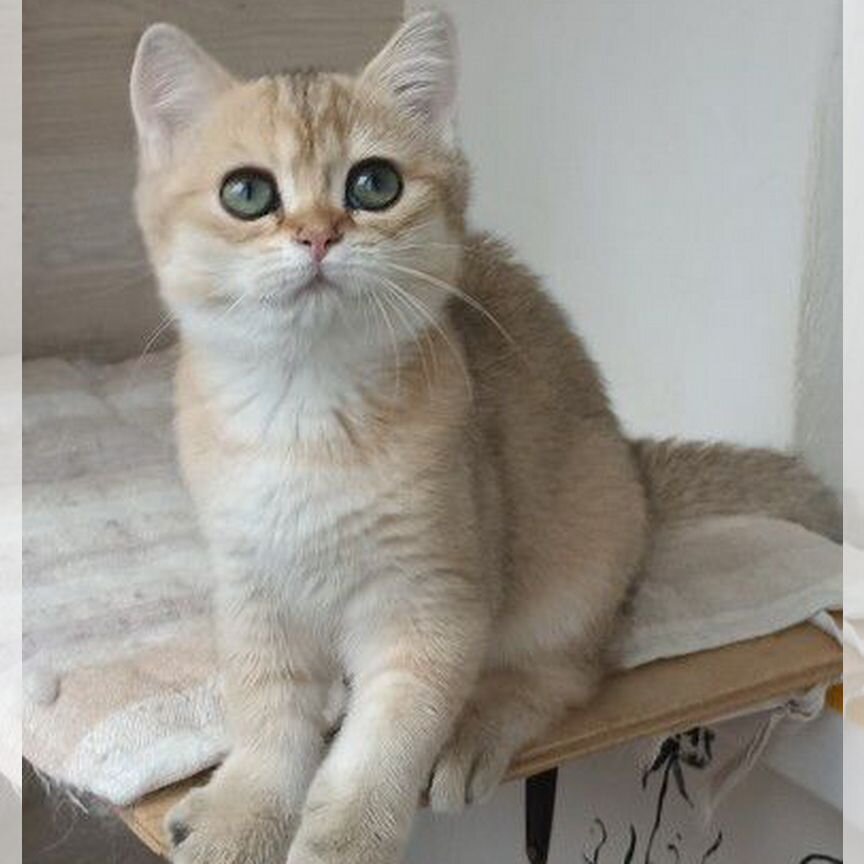 Милахи