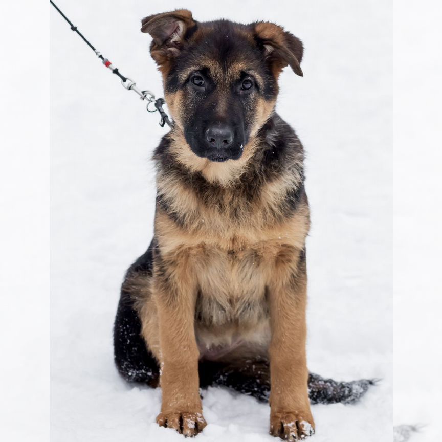 Щеночки породы нeмeцкая овчарка