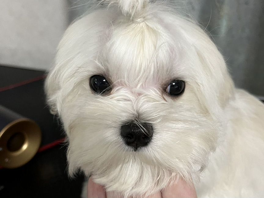 Мальтийская болонка (мальтезе) девочка