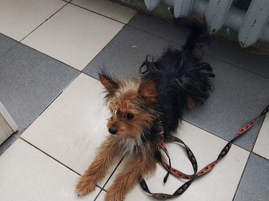 Московский дракон