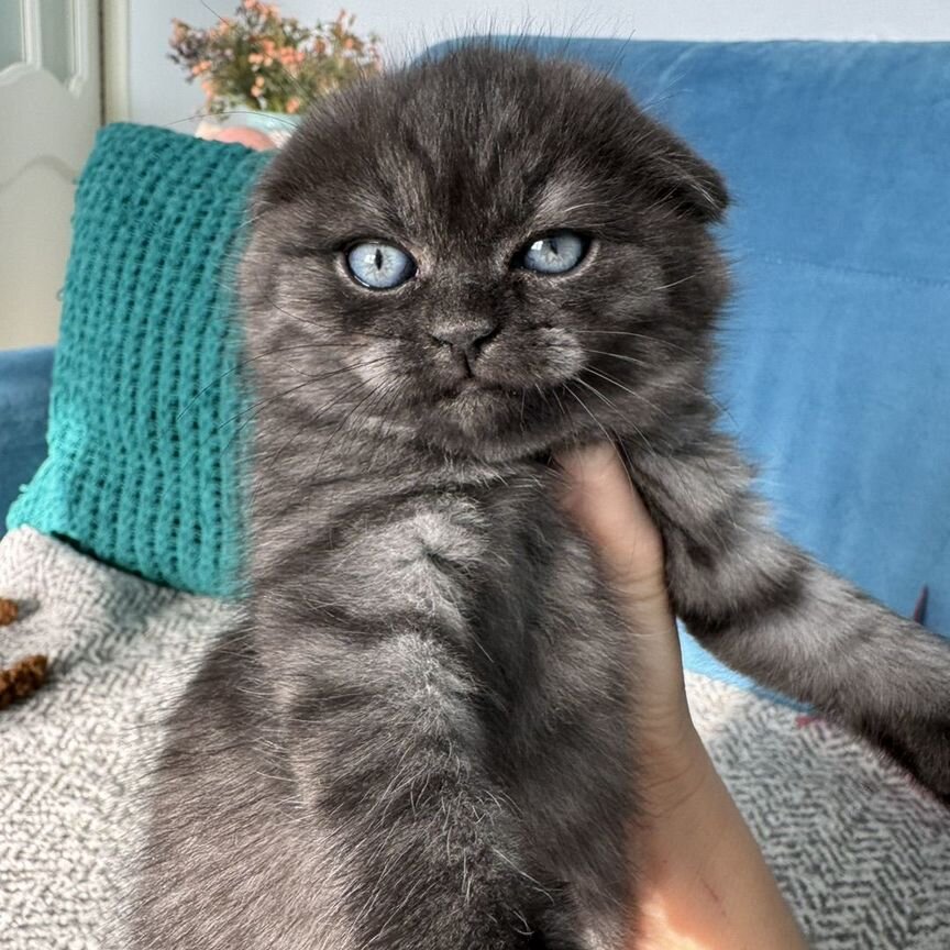 Шотландская куколка