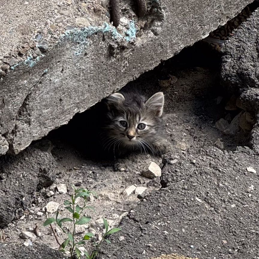 Котята ищут дом