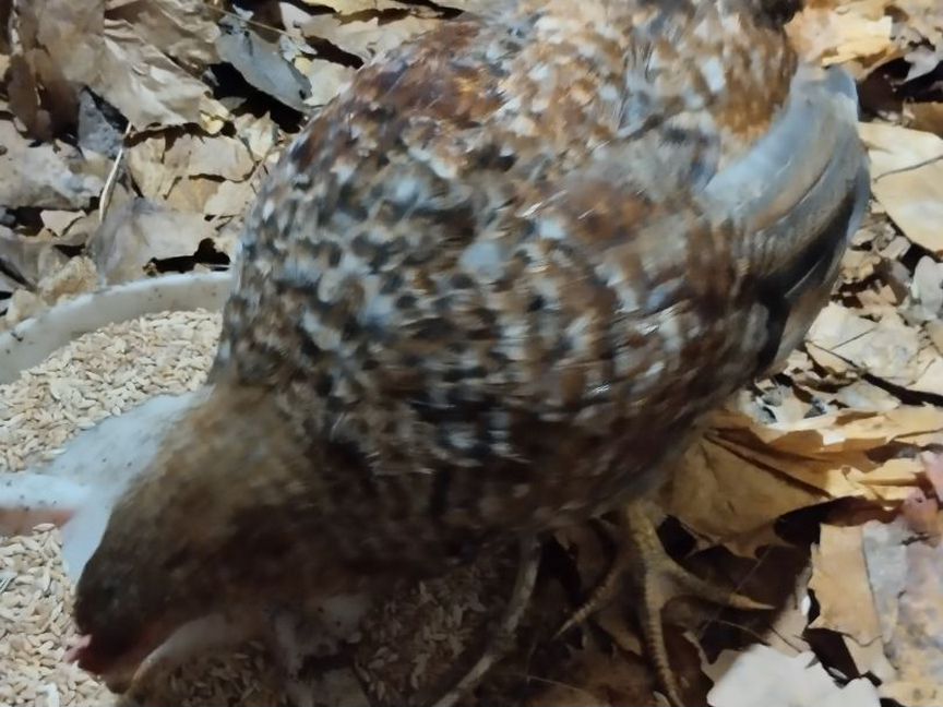 Молодые петушки