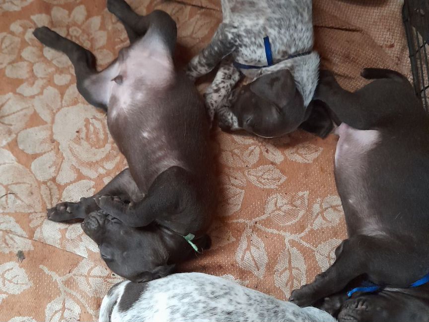 Щенки курцхаара