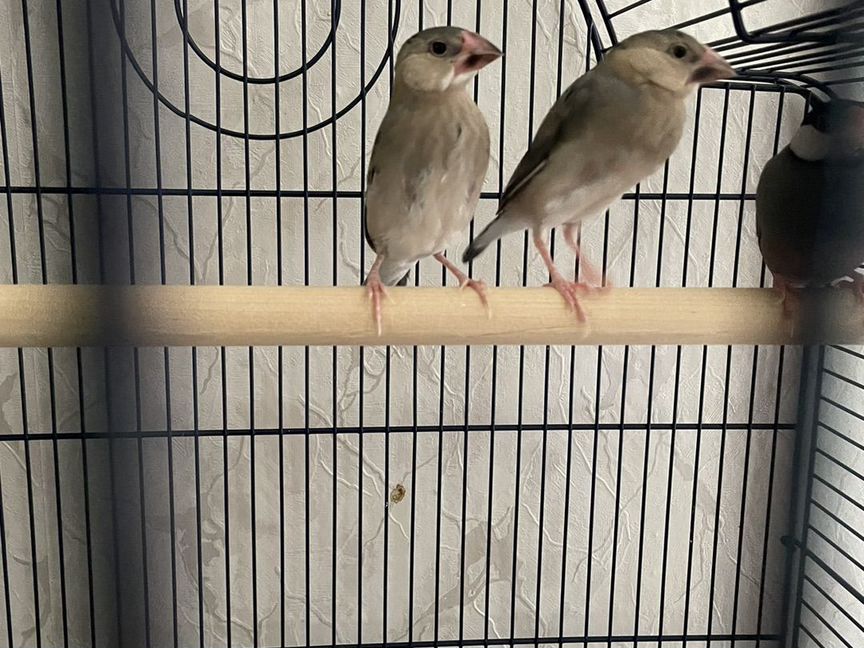 Рисовые амадины