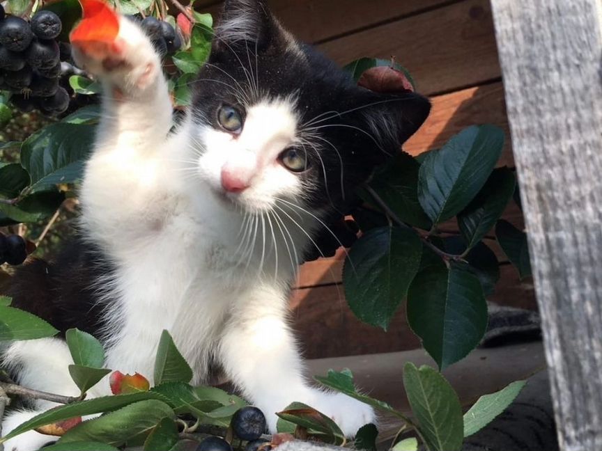 Котик 2.5 мес в поиске дома