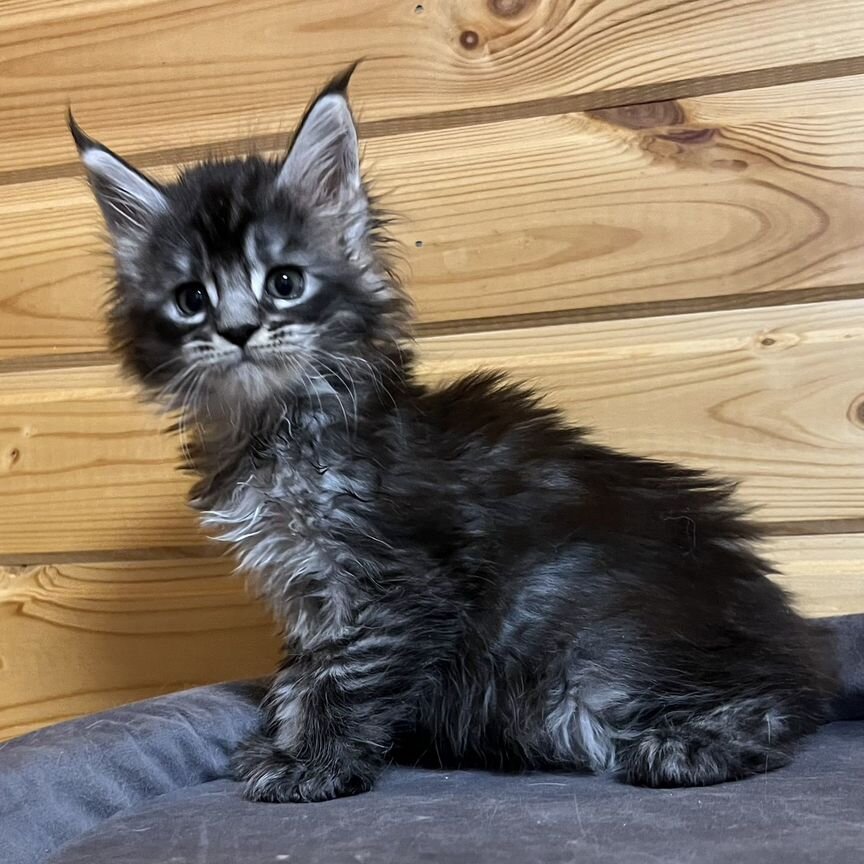 Попрыгунья и ласкуша