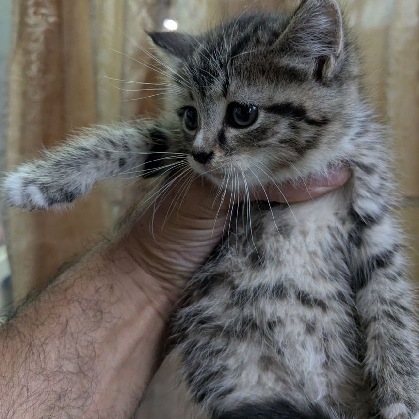 Котята в добрые руки бесплатно мальчик и девочка