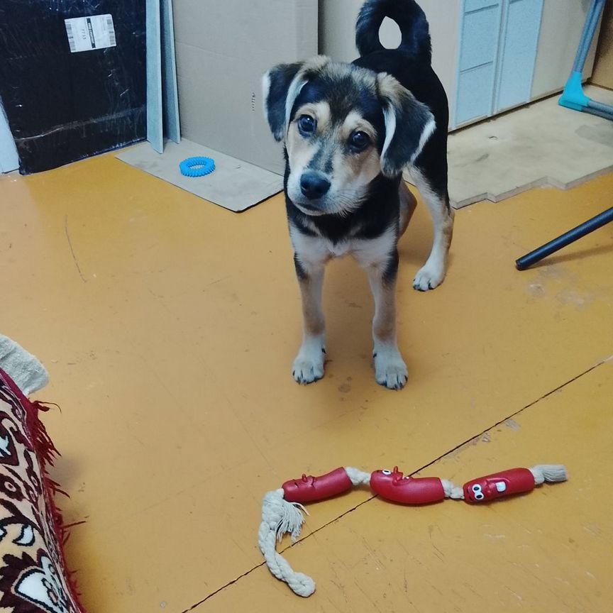 Энтлебухер зенненхунд, щенок