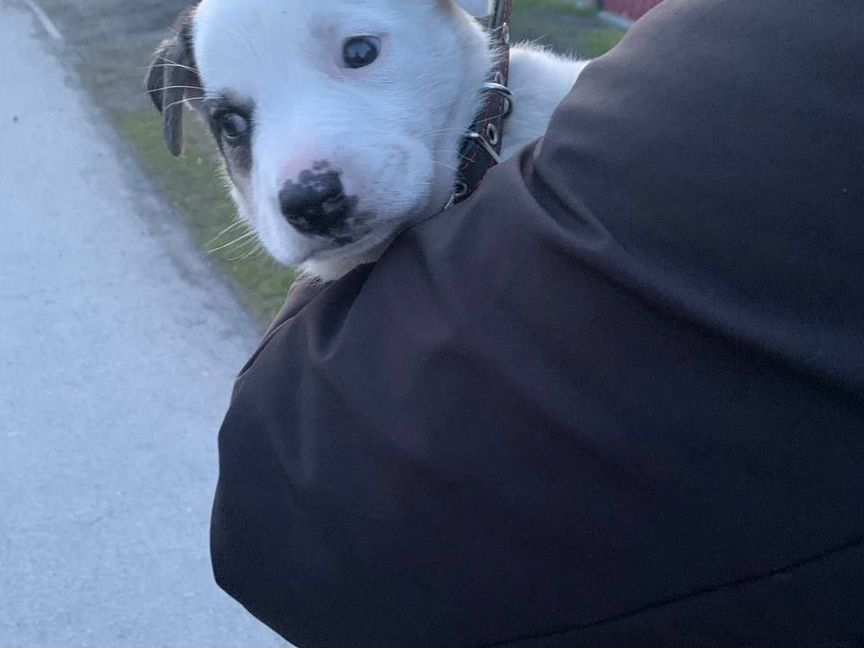 Собака в добрые руки отдам бесплатно