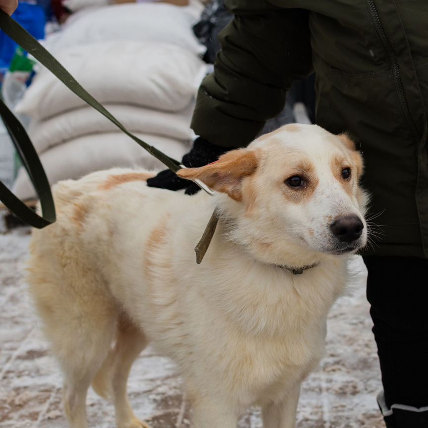 Солнечный пес ищет хороших хозяев