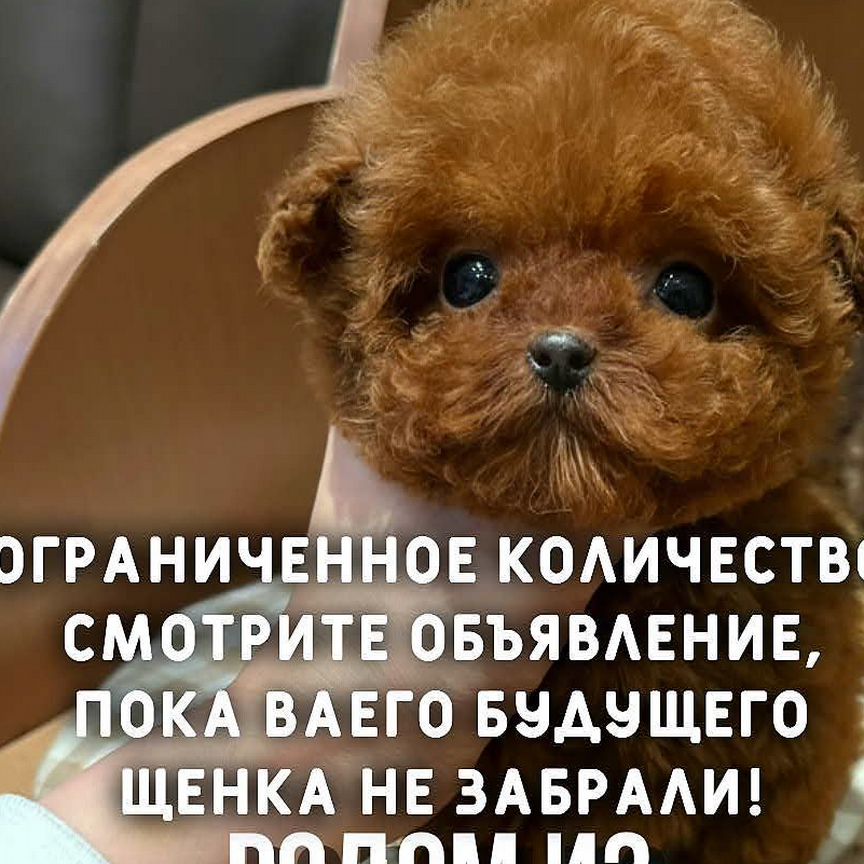 Мальтипу, щенок