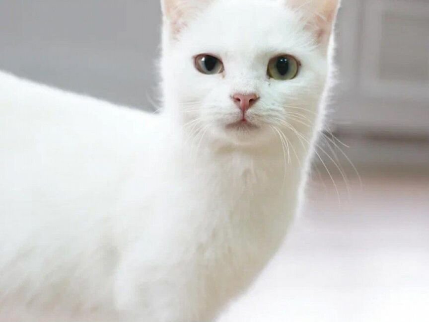 Белоснежный котёнок Ляля ждёт маму и папу