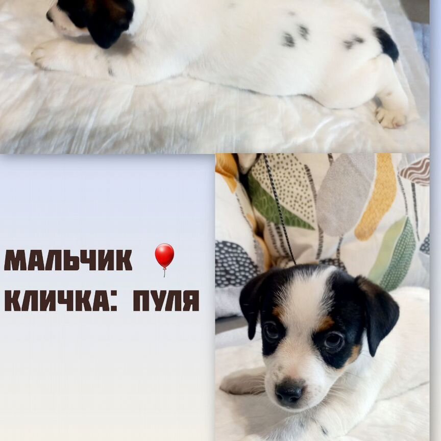 Джек-рассел-терьер, щенок