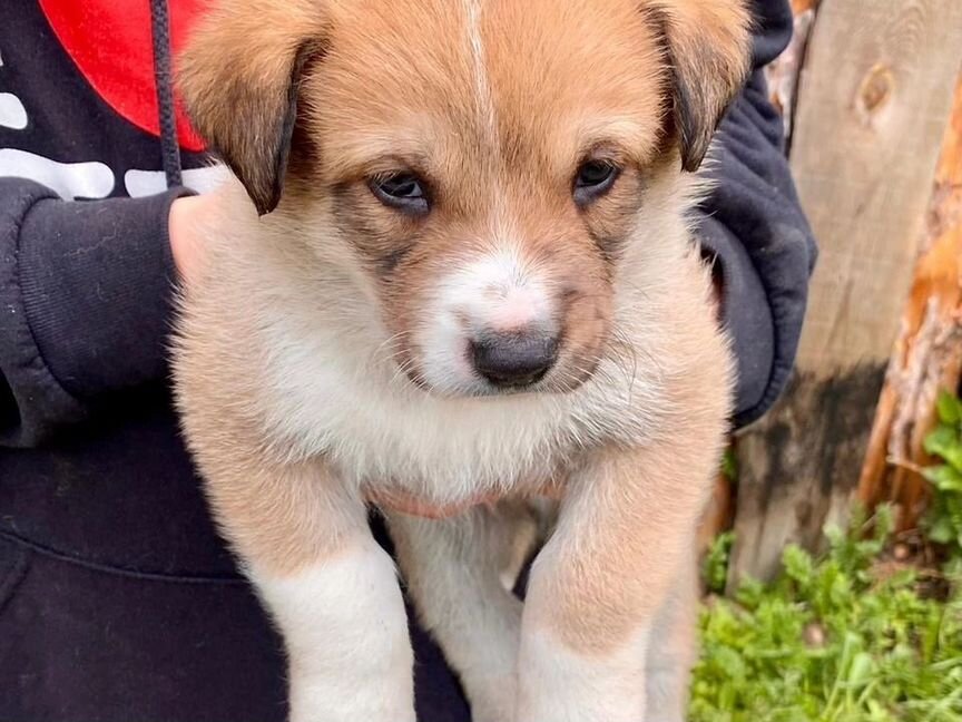 Собака в добрые руки отдам бесплатно