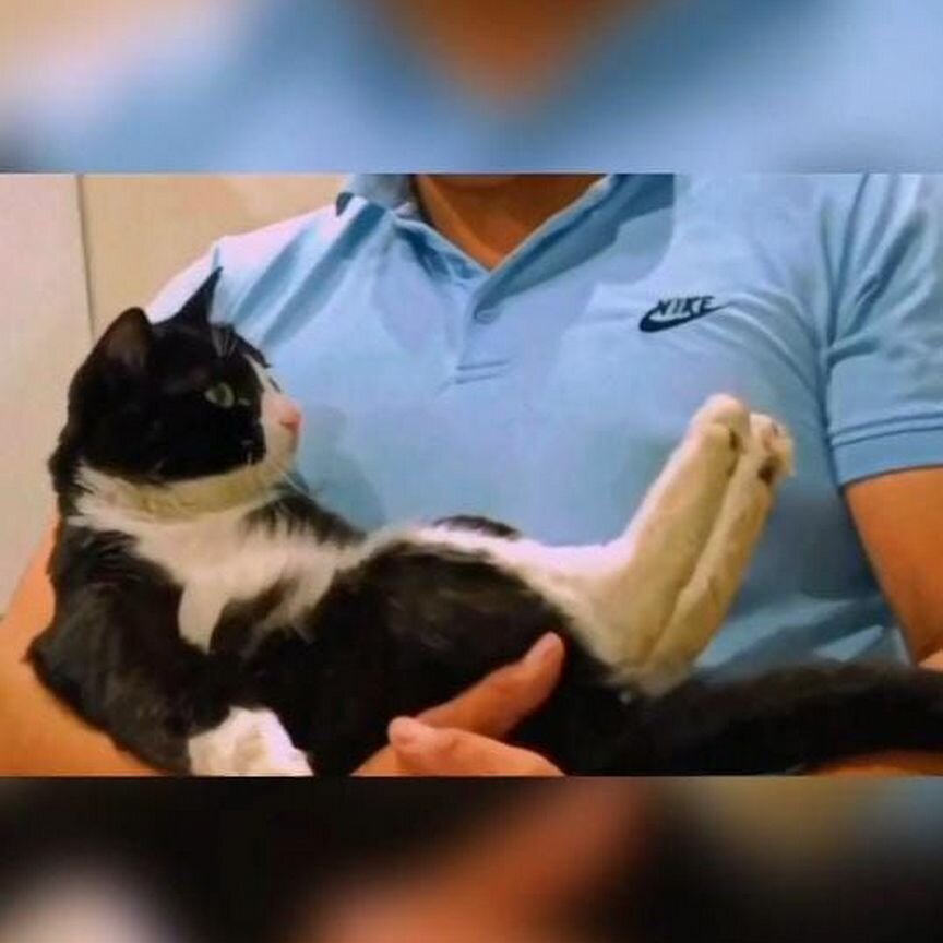 Ласковый котик ищет дом