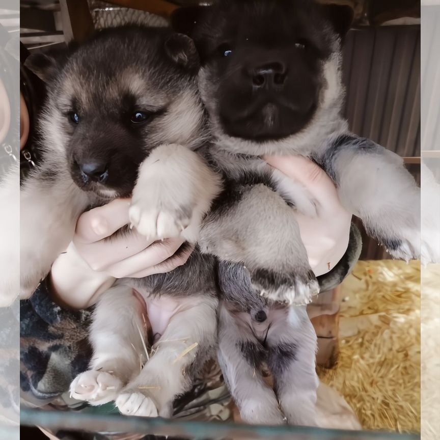 Восточноевропейская овчарка, щенок