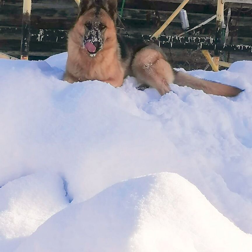 Немецкая овчарка в добрые руки