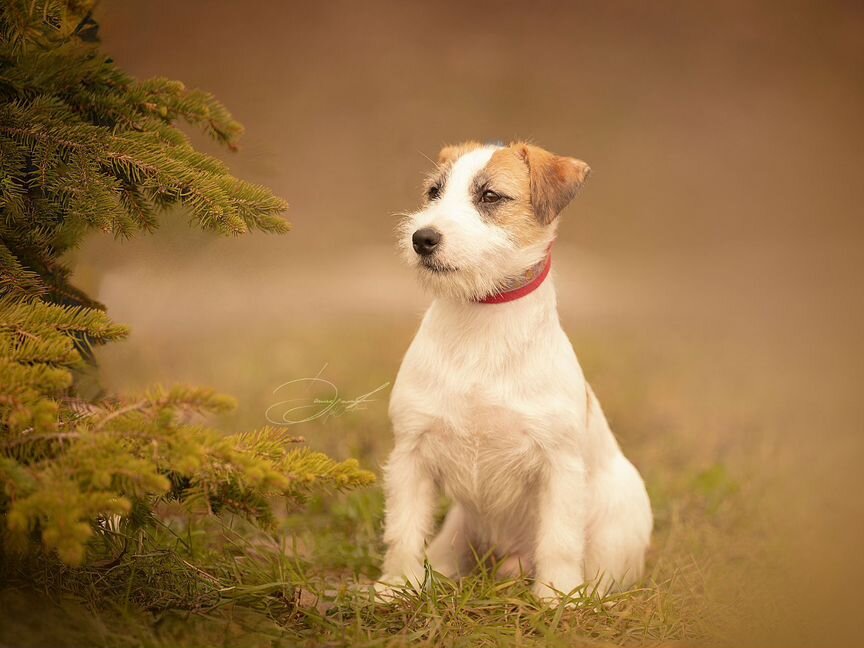 Щенки джек Рассел терьер