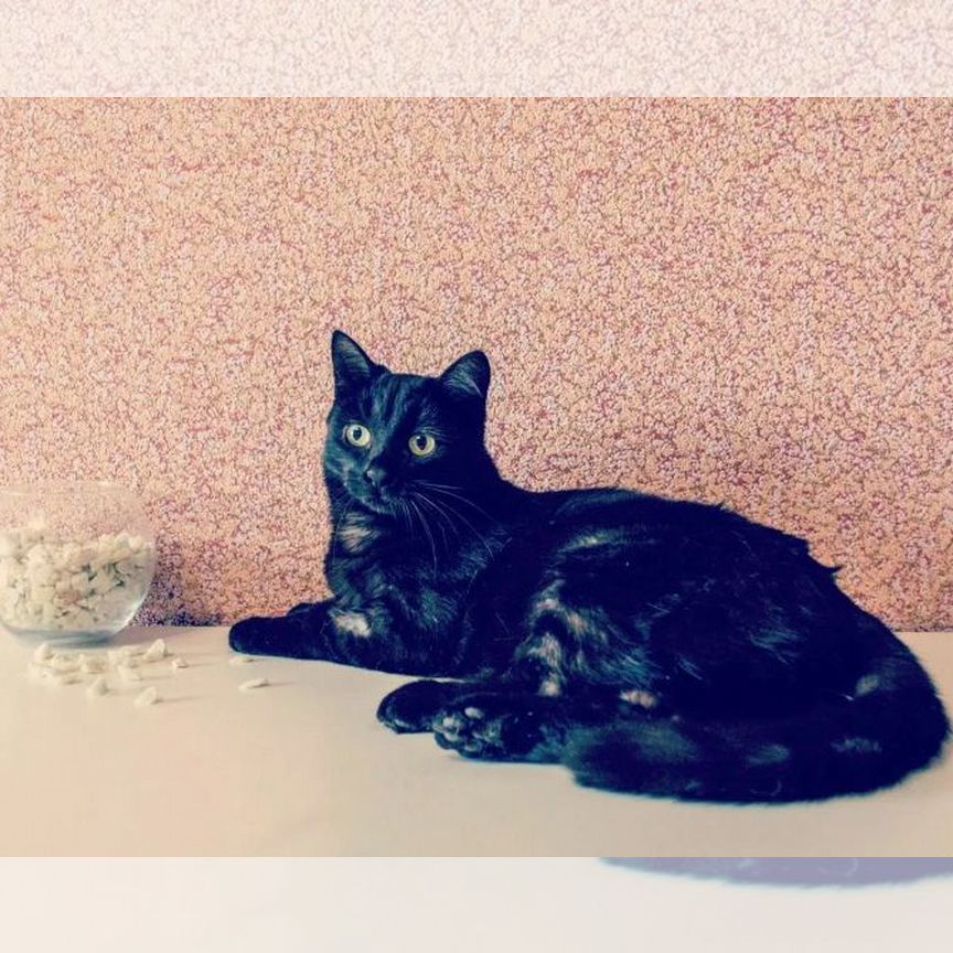 Кошка Сара