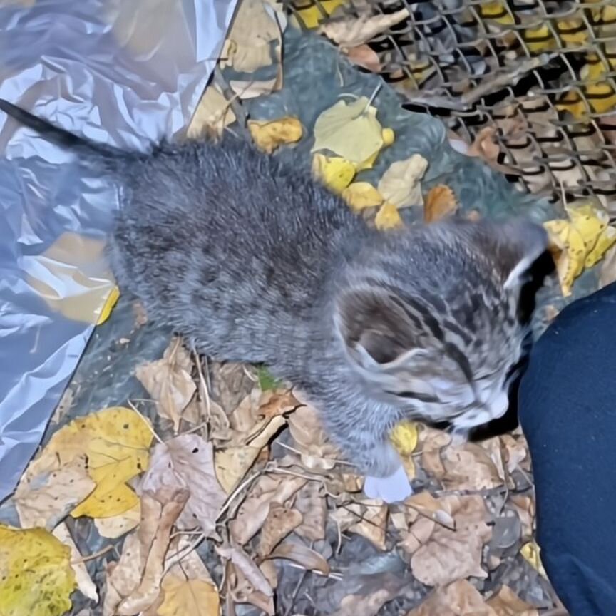 Котята в добрые руки бесплатно
