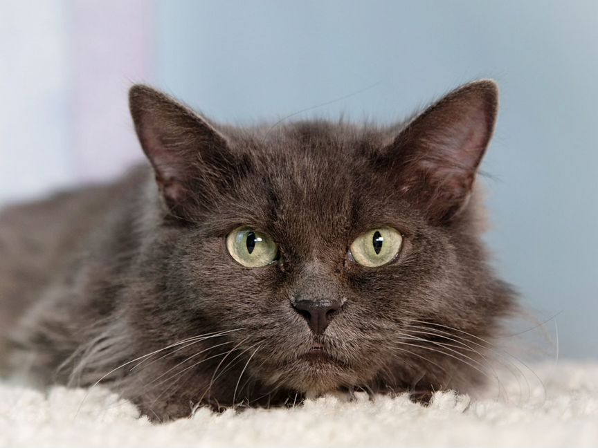 Красотка Жасмин ищет семью