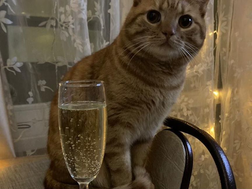 Рыжий котик на вязку