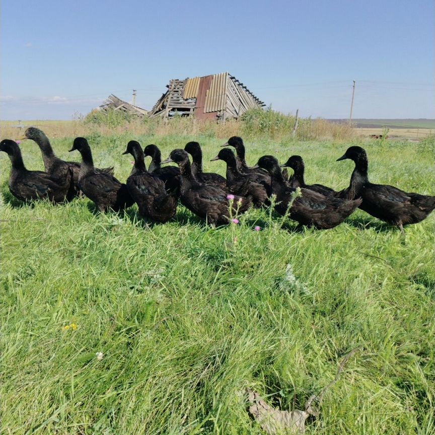Утки каюга