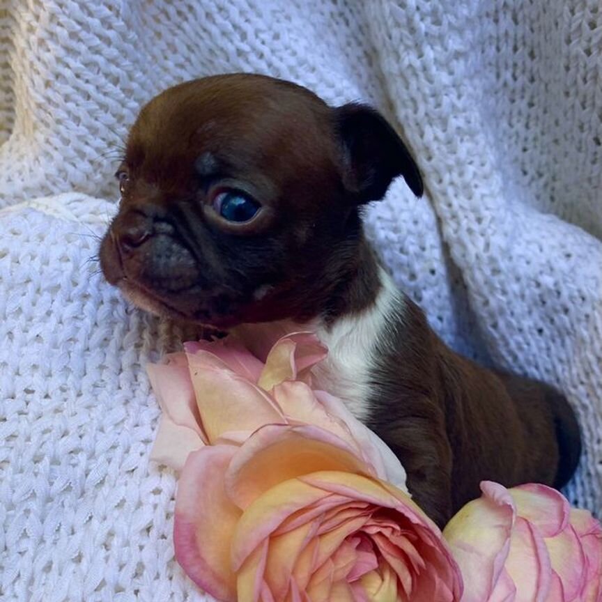 Щенки чихуахуа