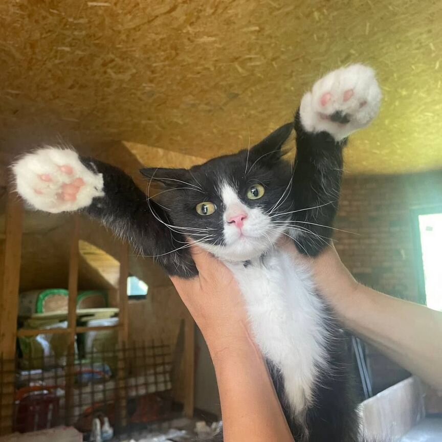 Котенок ищет дом