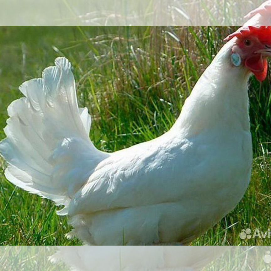 Куры несушки