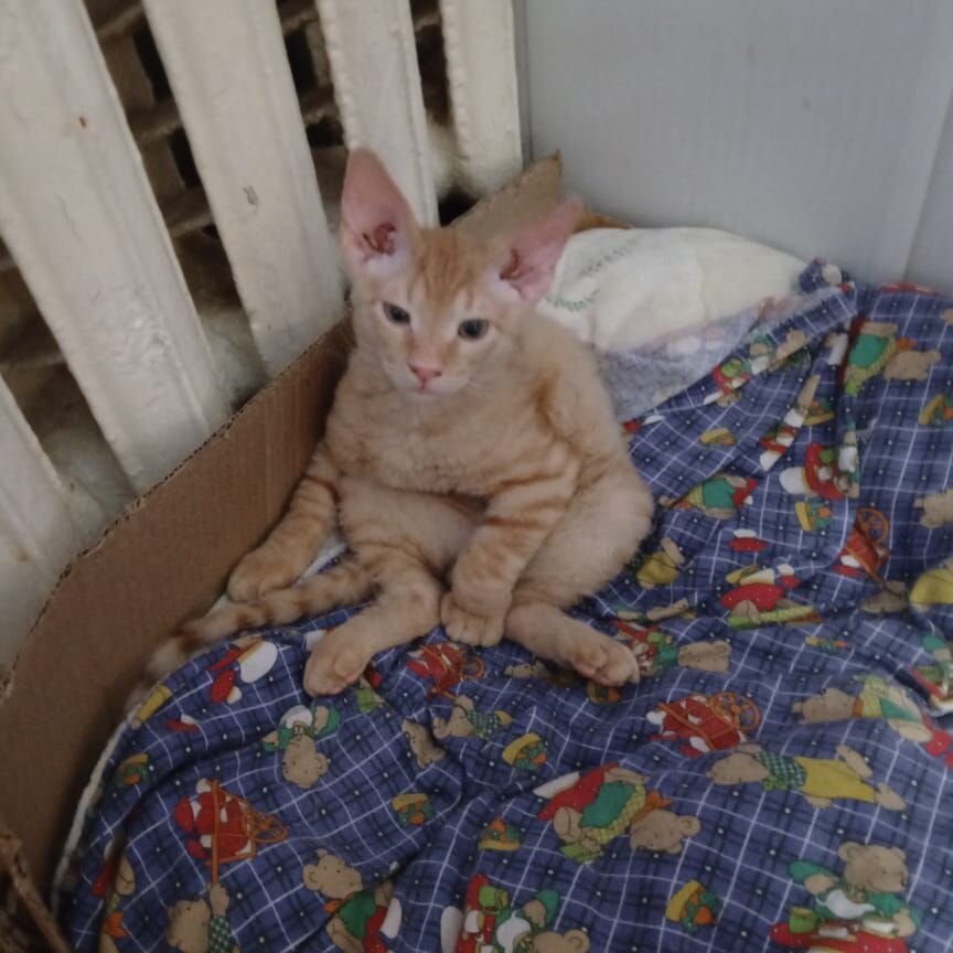 Отдам милого котенка