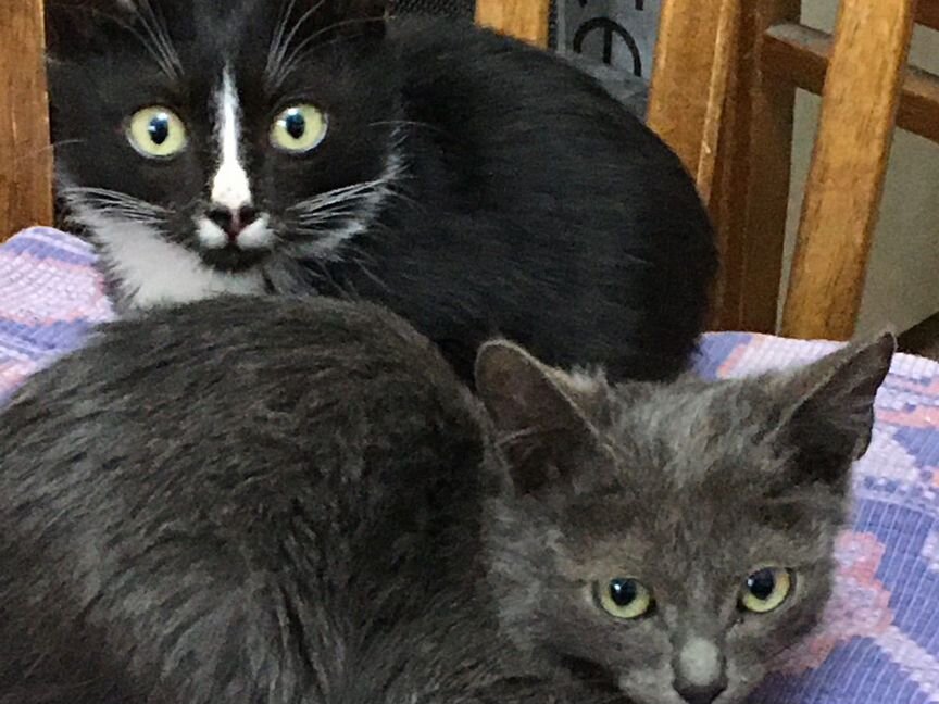 Котята в добрые руки