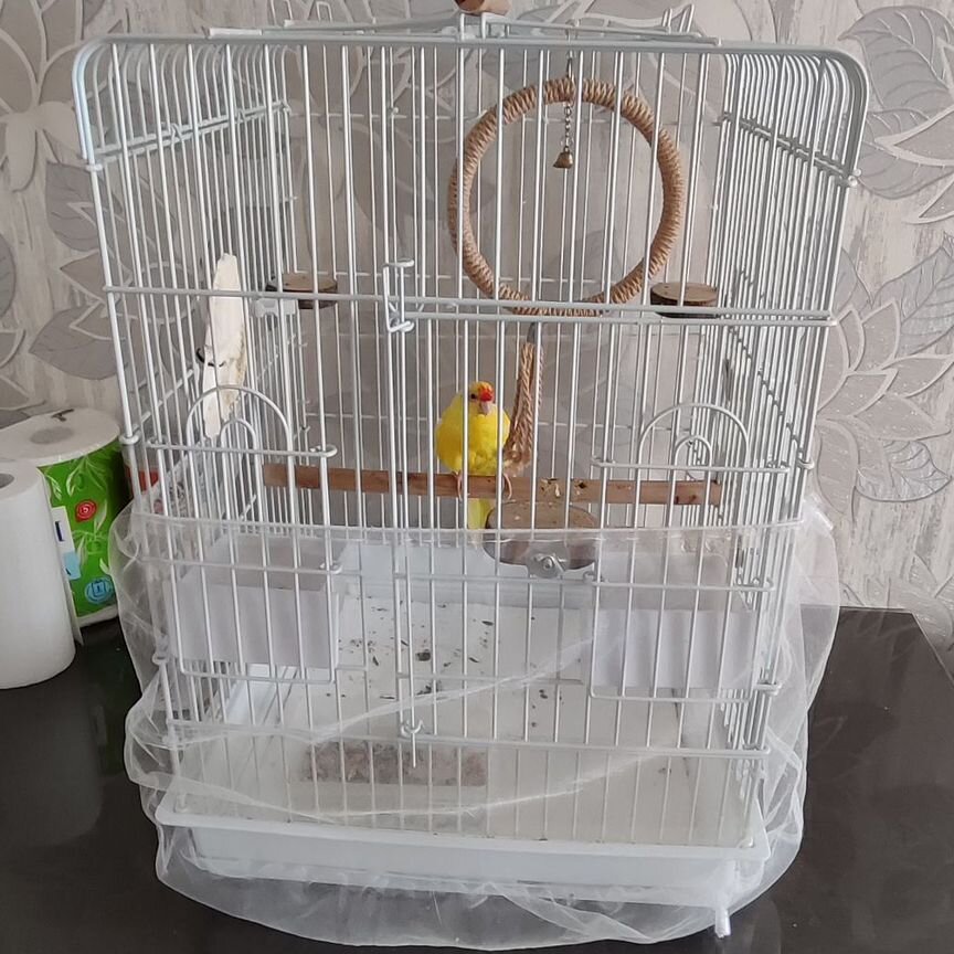 Попугай Какарик с клеткой