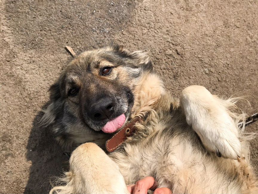 Собака-пушинка в добрые руки